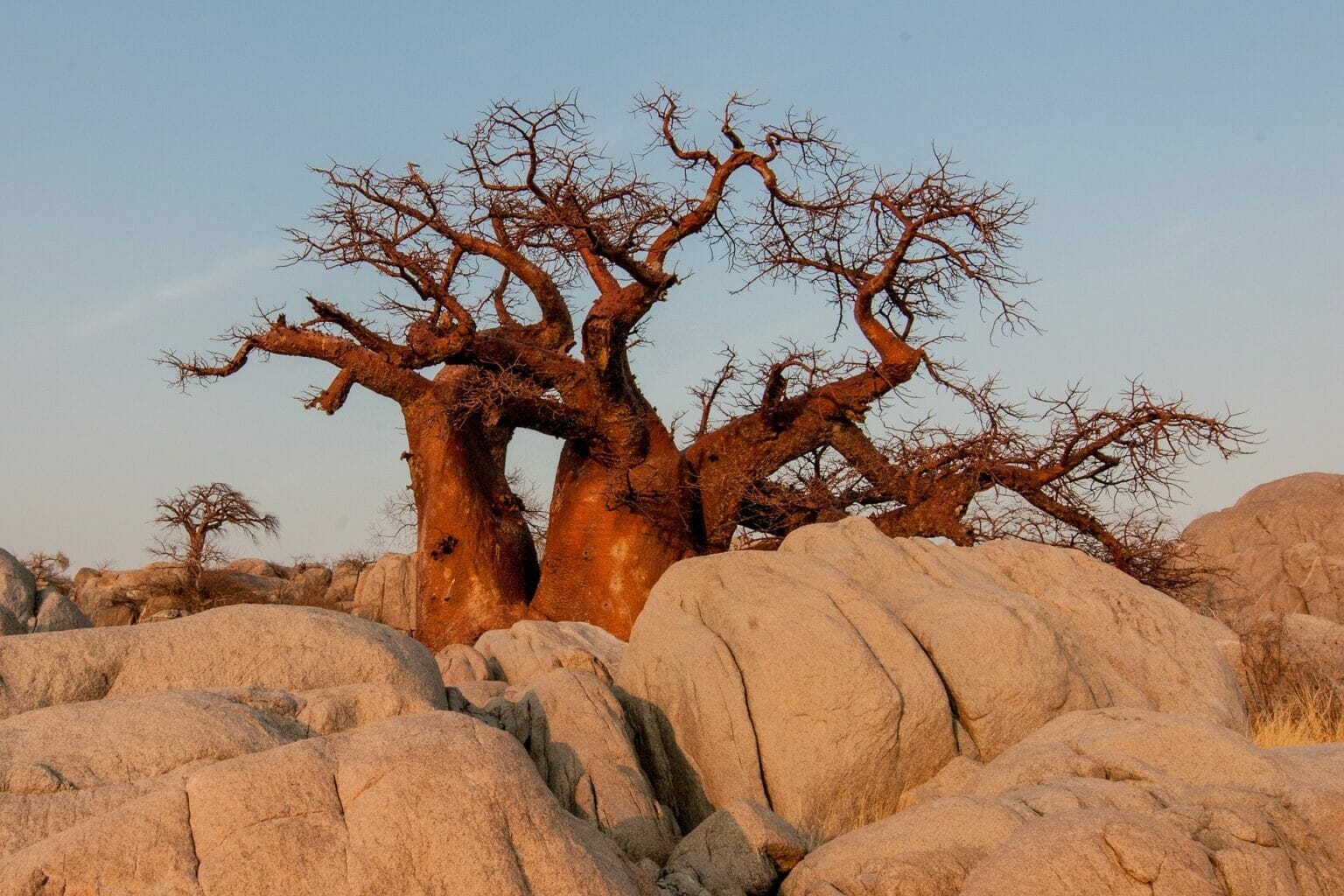 Baobá – árvore símbolo das culturas africanas